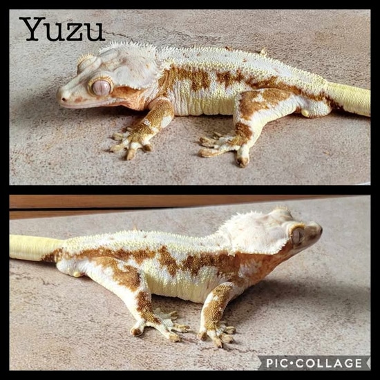 Gorgeous Yellow Lilly Crested Gecko by Nightingale Geckos