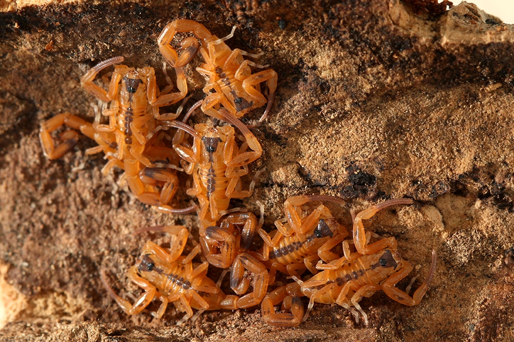2i Tityus Stigmurus, $22 Each, Low Shipping Scorpion by Nightmare ...