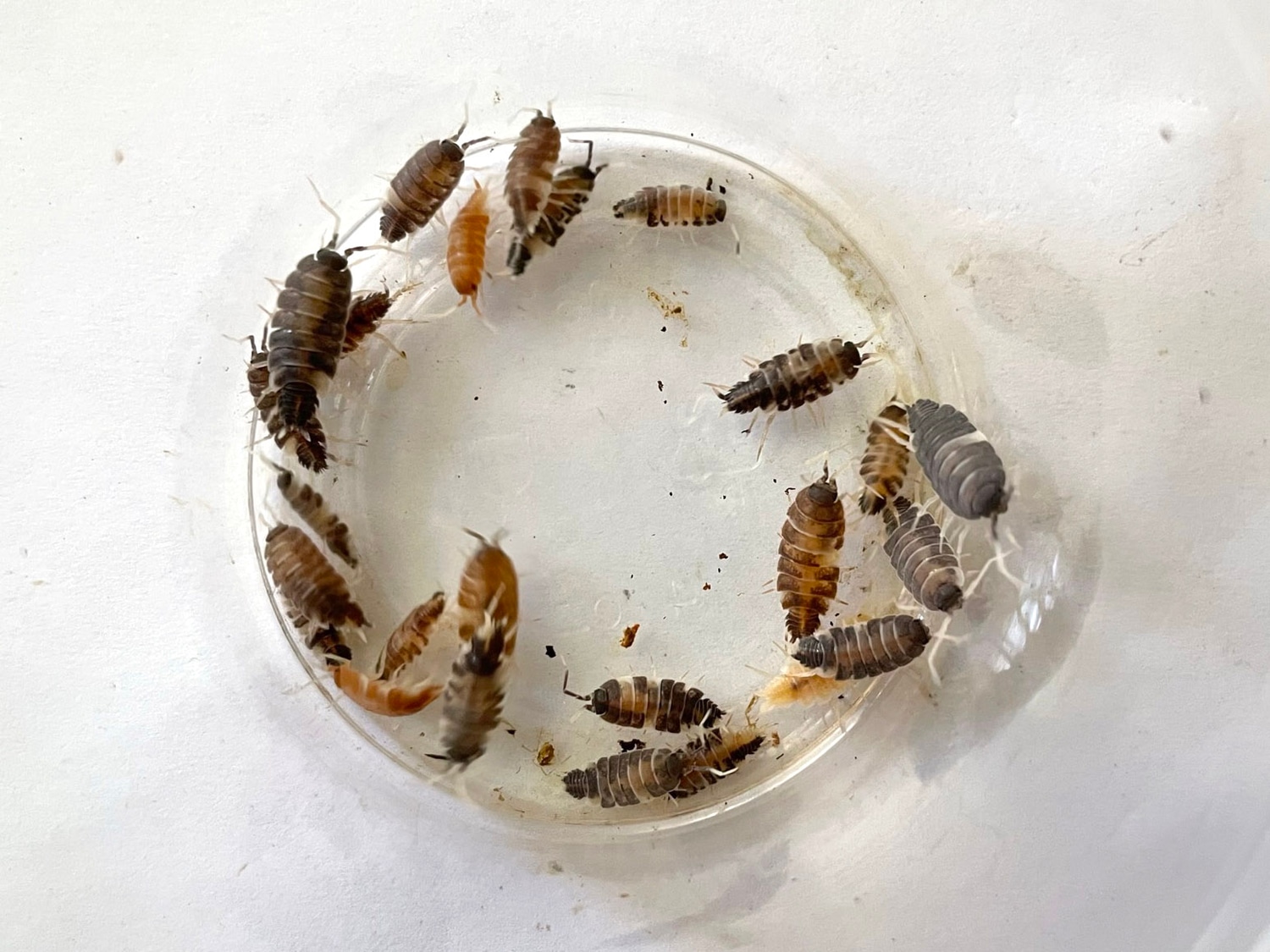 25+ Oreo Crumble, Powder Blue / Orange Mix, Free Shipping! Isopod by ...