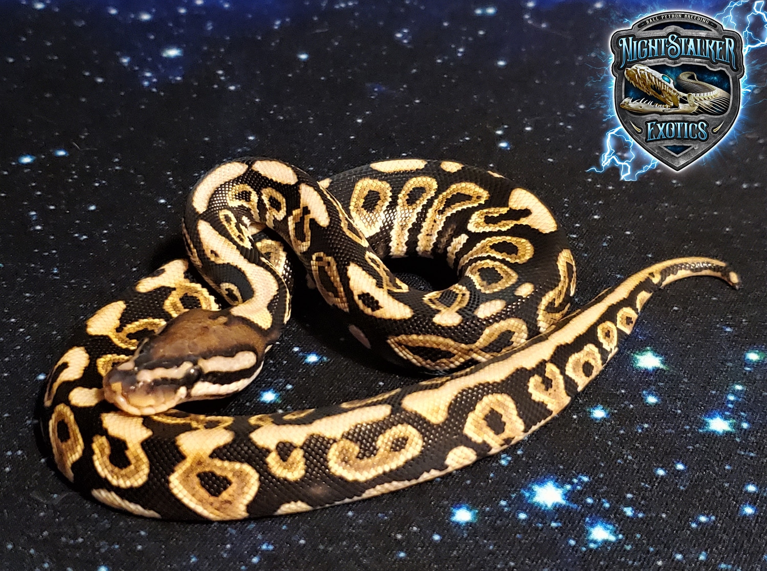 Cinnamon Spotnose 100% HET DG 50% HET Amur Ball Python by NightStalker Exotics LLC - MorphMarket