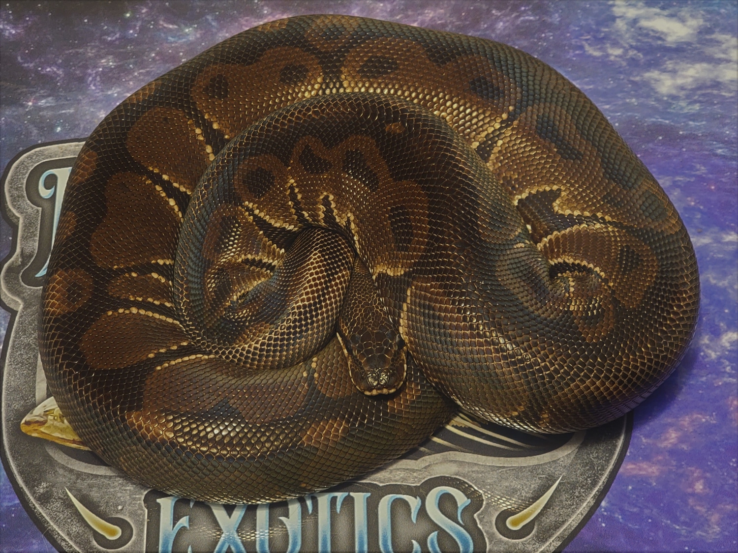 "Vader" TSK Axanthic Ball Python by NightStalker Exotics - MorphMarket