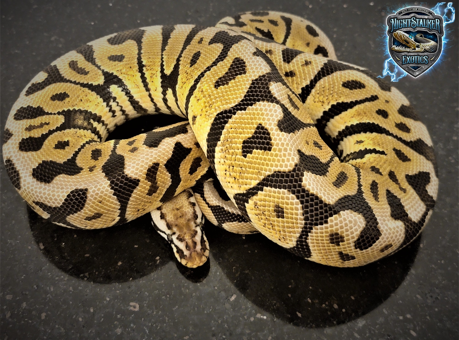 Firefly Spotnose Ball Python by NightStalker Exotics - MorphMarket