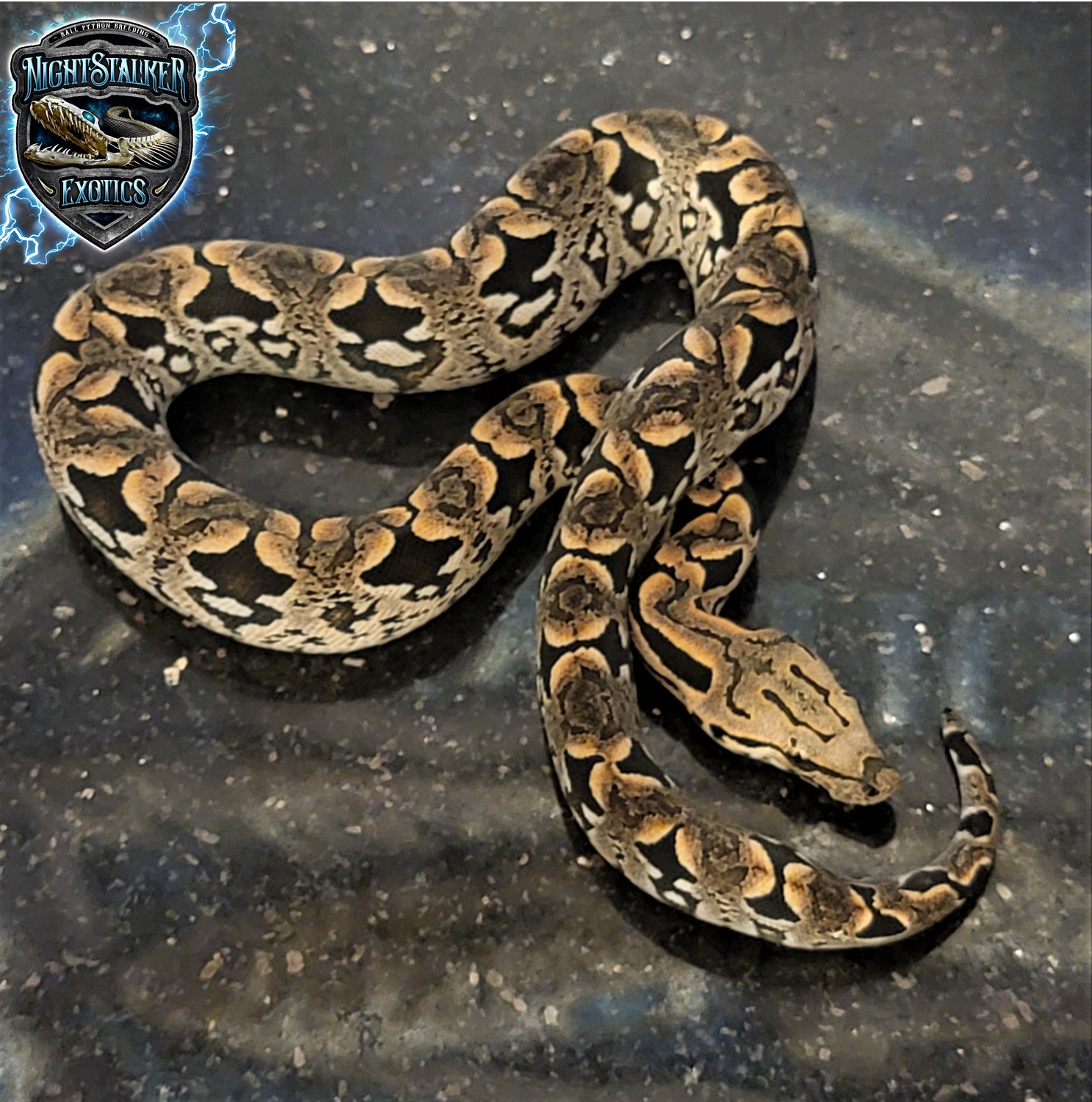 Dumeril’s Boa Dumeril's Boa by NightStalker Exotics LLC - MorphMarket