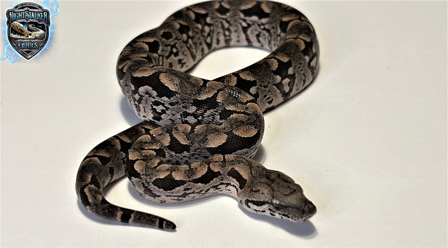 22 Dumeril’s Boa Dumeril's Boa by NightStalker Exotics LLC - MorphMarket