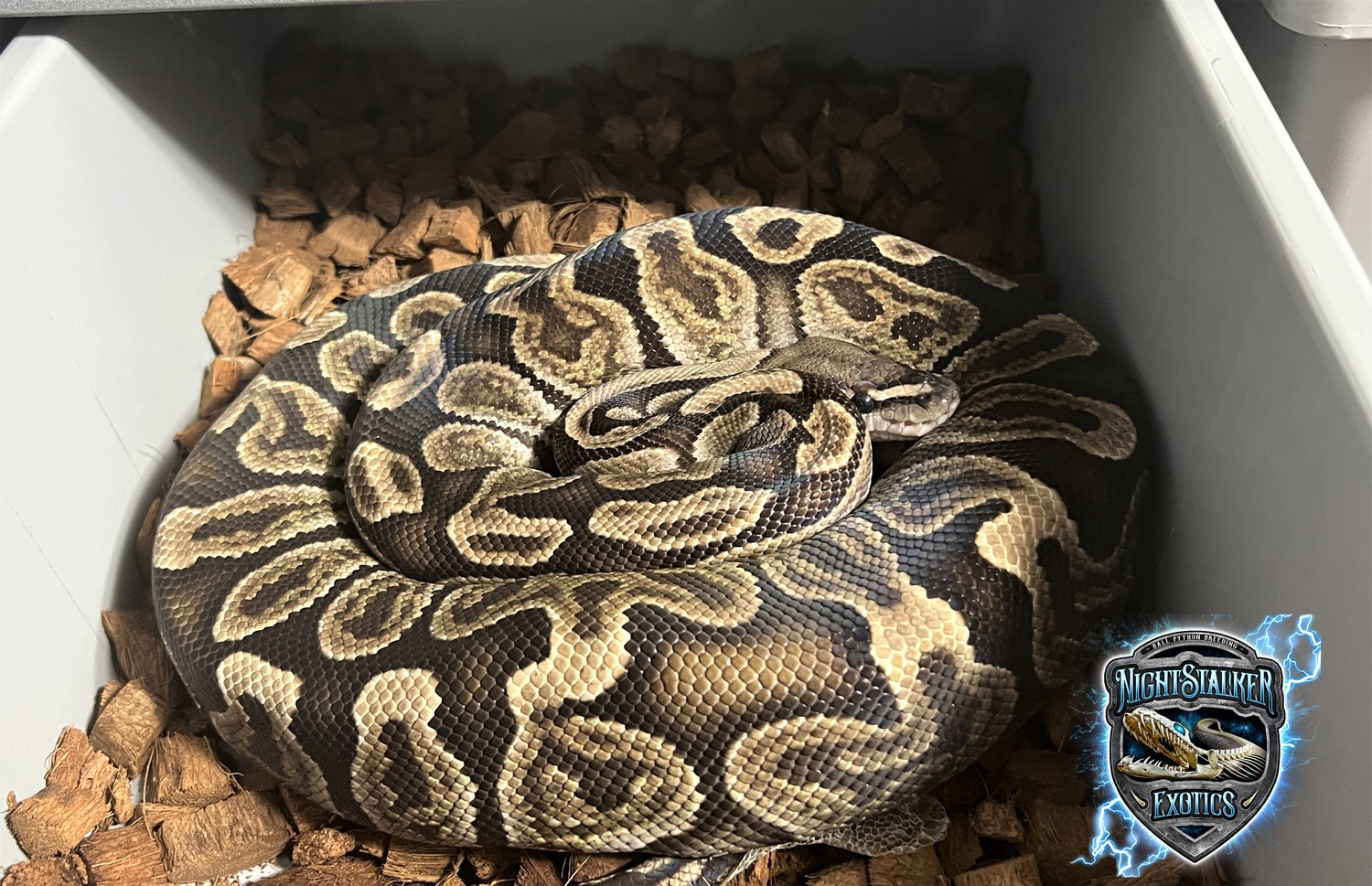 GHI TSK Breeder "Free Shipping" Ball Python by NightStalker Exotics LLC ...