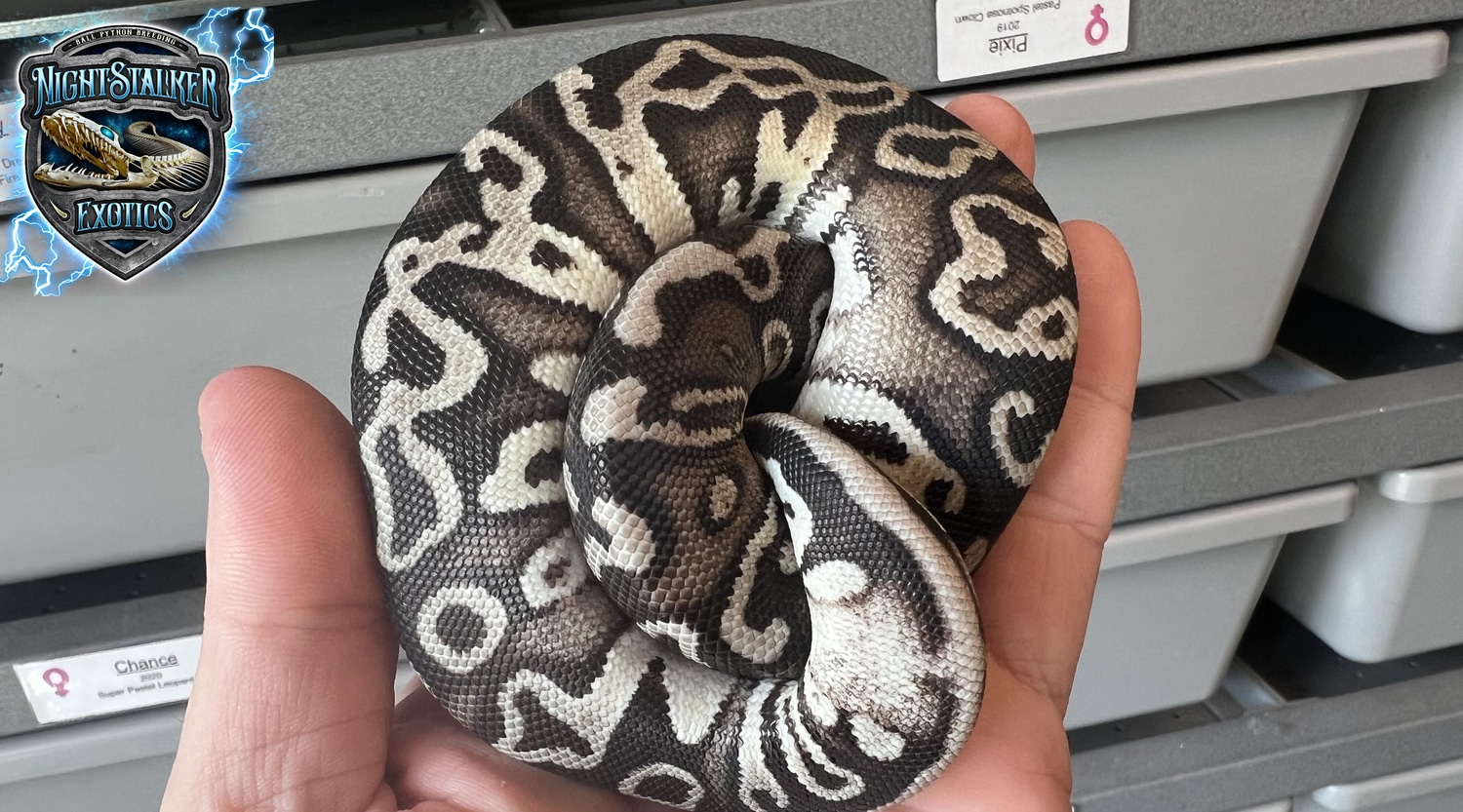 SALE! Pastel Leopard GHI TSK HET CLOWN Ball Python by NightStalker ...