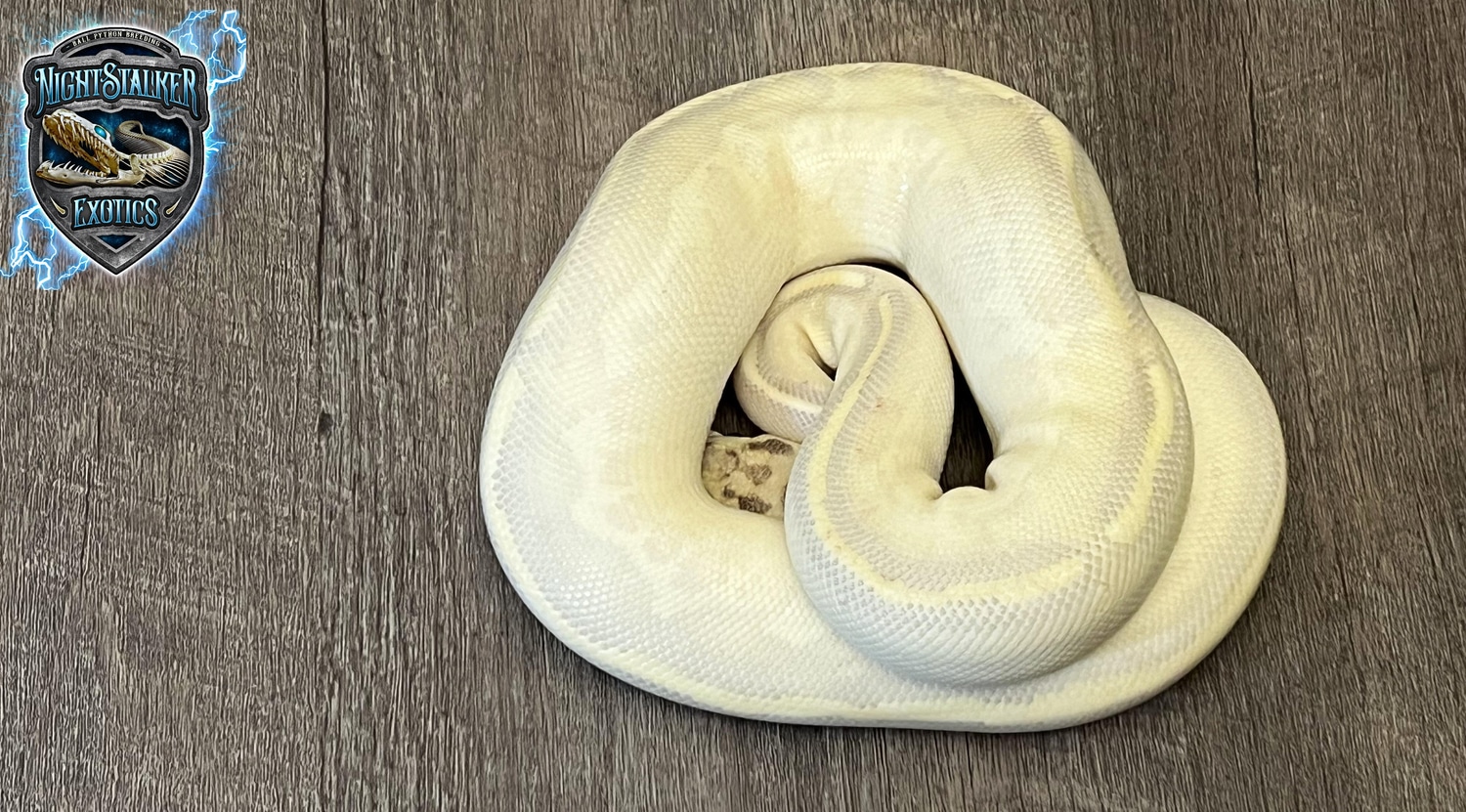 Reduction SALE 50% OFF!!! Leopard Ivory Ball Python by NightStalker Exotics - MorphMarket