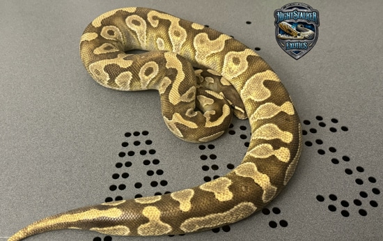 Enchi Mojave Asphalt 66% HET DG (No Reserve) Ball Python by ...