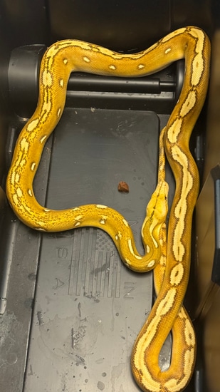 OGS Sunfire Het Purple Albino Reticulated Python (F) by NightStalker ...