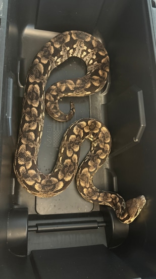 RTB Dumeril Boa (Free Shipping) Dumeril's Boa by NightStalker Exotics LLC