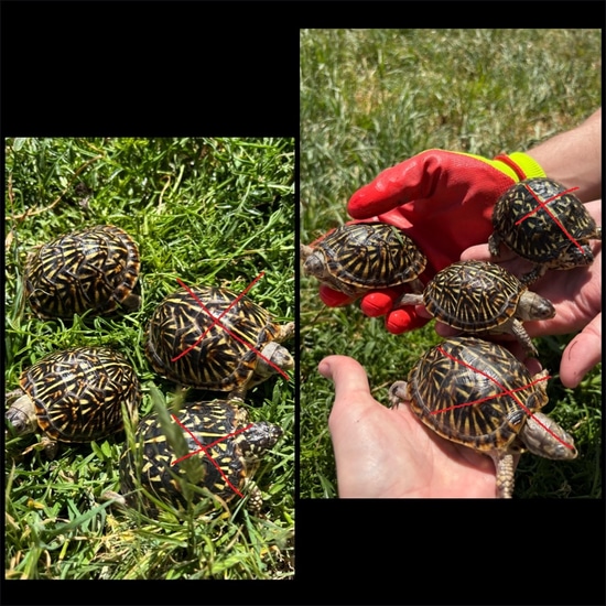 1.5 Year Old Ornate Box Turtles by Dyson Reptiles