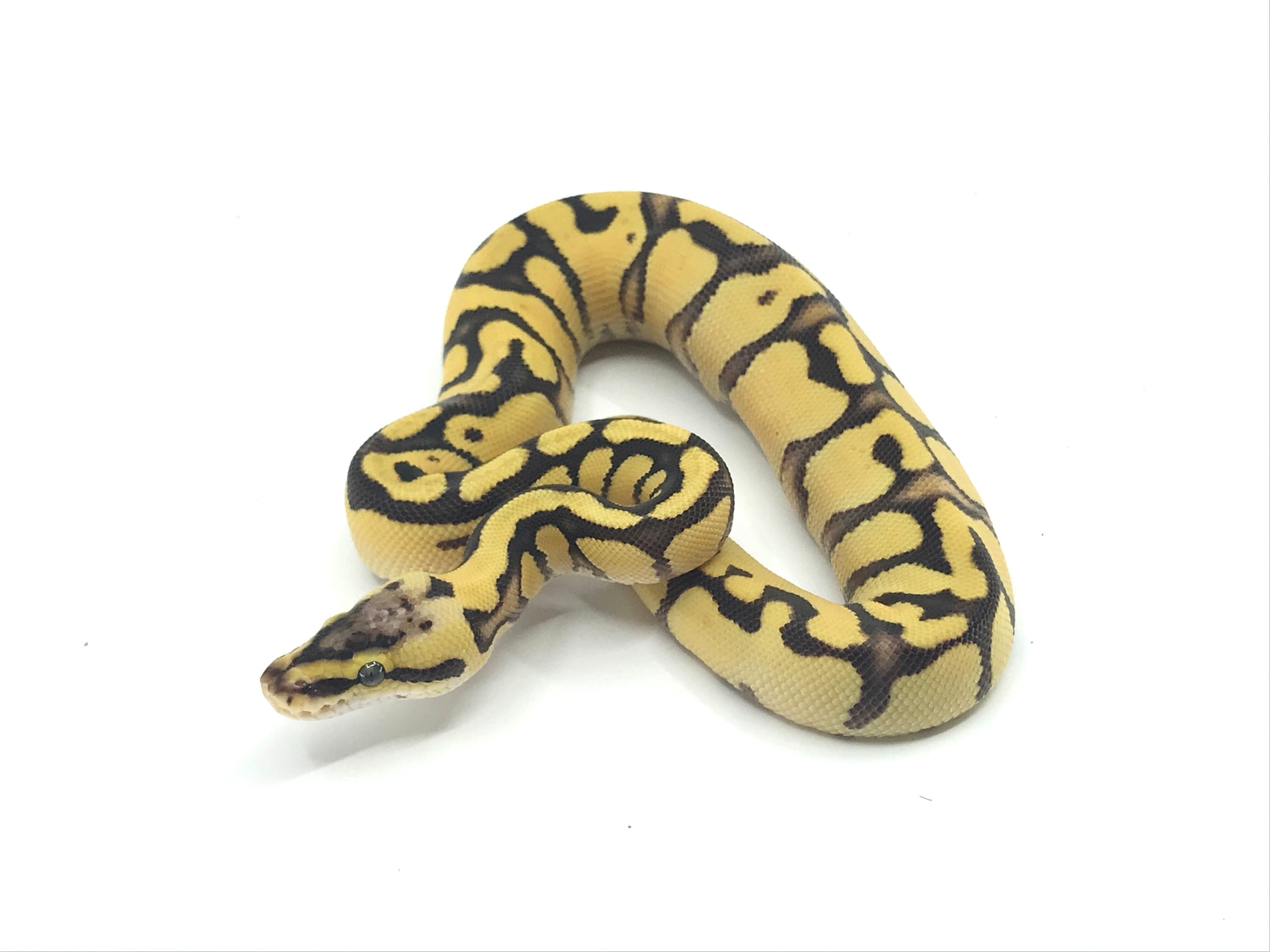 Enchi Firefly Het Clown Ball Python by Asclepian Exotics - MorphMarket