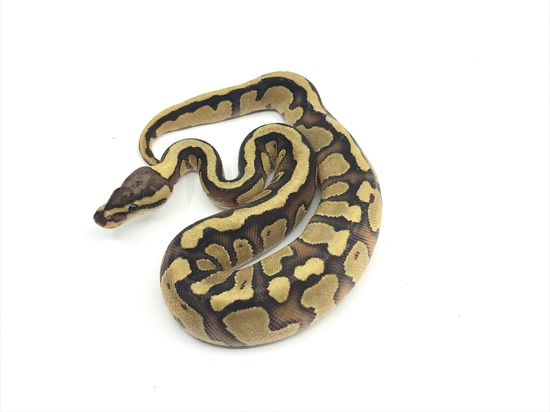 Enchi Fire Het Clown Ball Python by Asclepian Exotics
