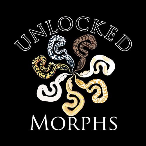 Ball Python Clutch: 01 by Unlocked Morphs - MorphMarket