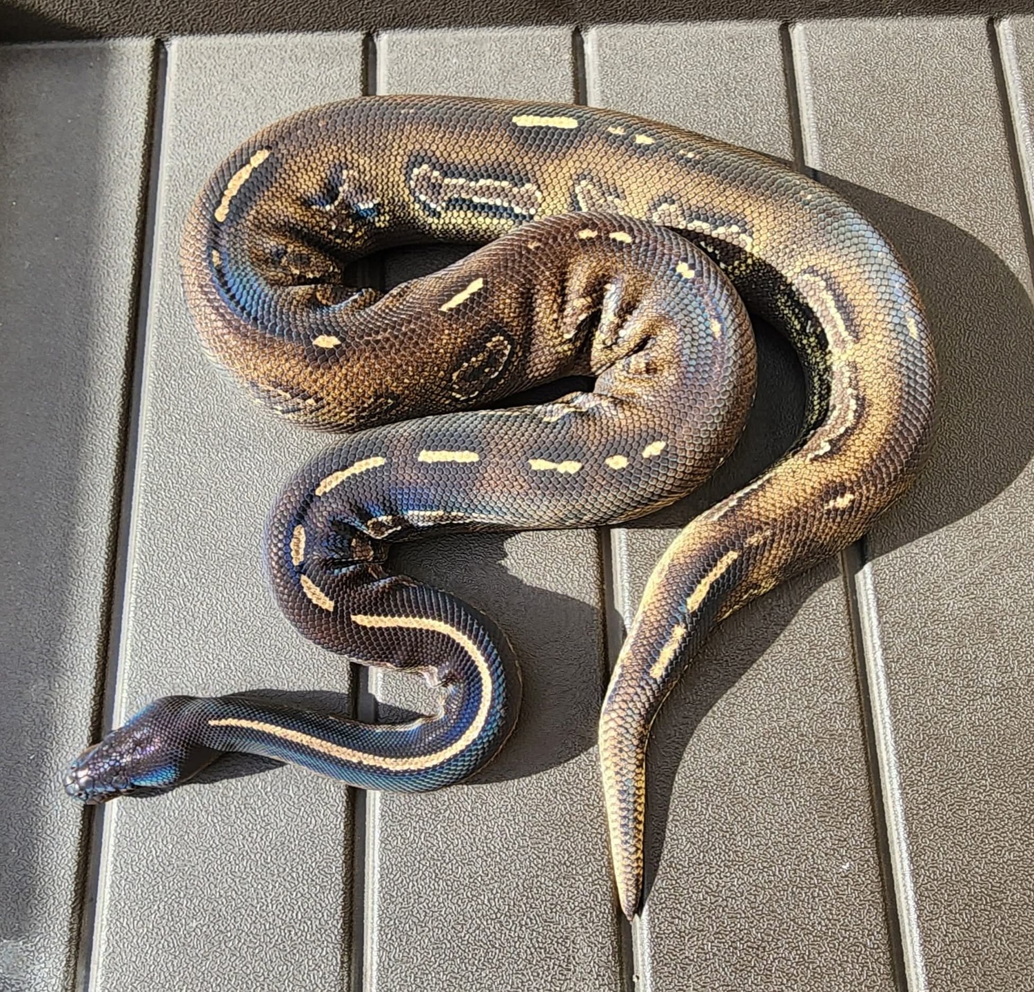 Unlocked Morphs's Collection - MorphMarket