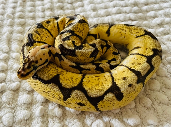 -SALE- Yellow Belly Killer Bee Ball Python by Snake Box