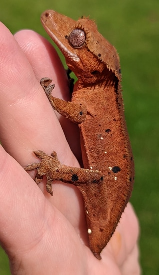 Holdback Release Wanderer Gorgeous Red Dalmatian Crested Gecko by Jumpy ...