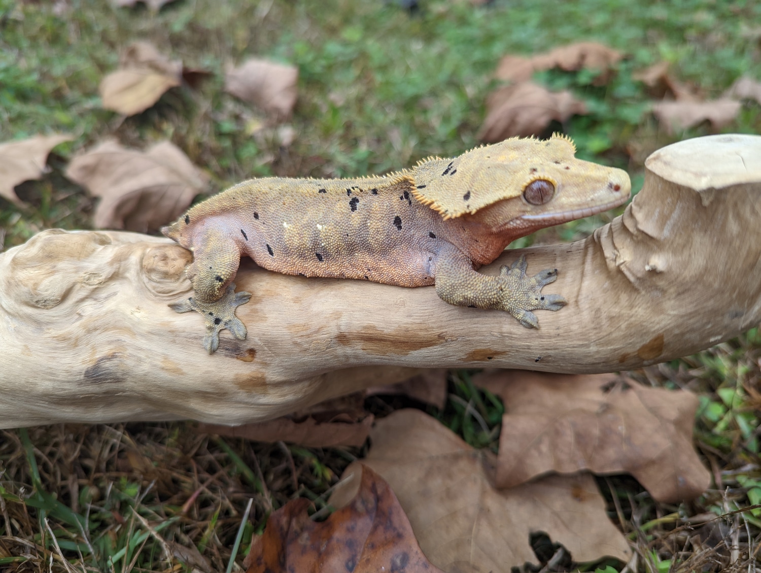 Pangea Reptiles Massive Structure Crested Gecko by Jumpy Jawbreakers ...