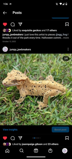 Truffles -Tara Leigh Cresties Crested Gecko by Jumpy Jawbreakers