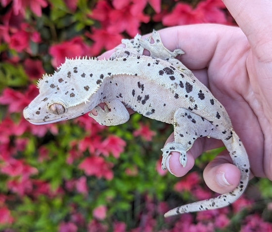 Rtb Ink Spot Crested Gecko by Jumpy Jawbreakers