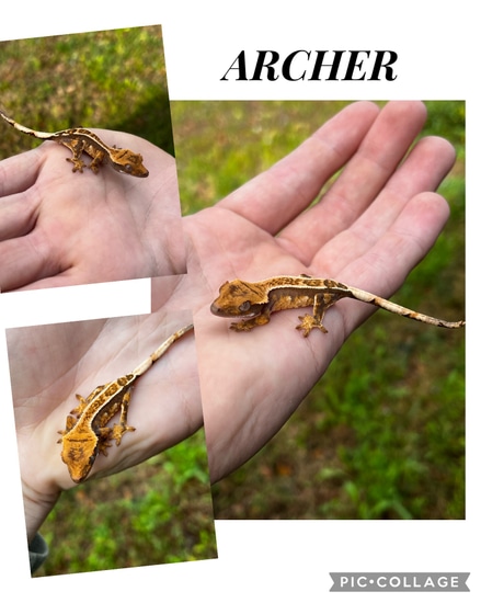 Archer Crested Gecko by Stargazer Geckos