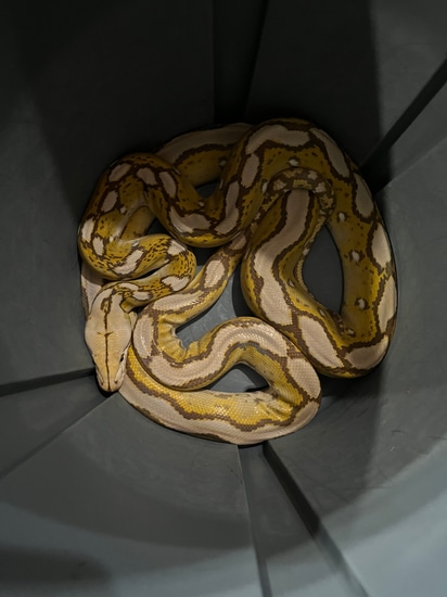Mochino Motely Reticulated Python by GN Pythons