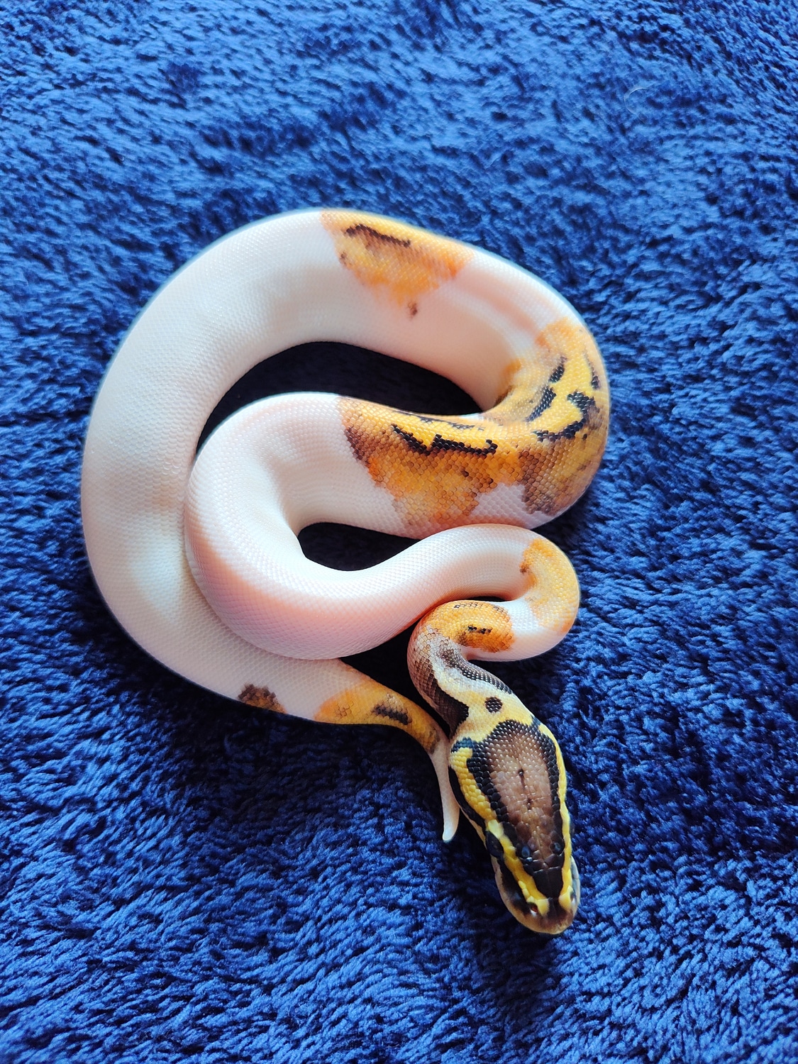 Orange Dream Pied Ball Python by Langley Exotics - MorphMarket