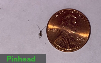 1000 Pinhead Banded Cricket More Invertebrate by Twin Cities Crickets