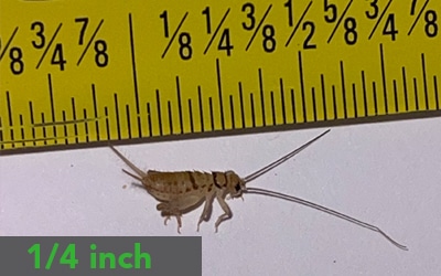 1000 Count Banded Cricket 1/4" Gryllodes Sigillatus More Invertebrate ...