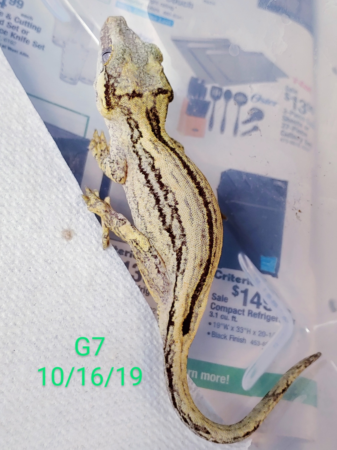 Garg Female Yellow Gargoyle Gecko by Nimmer's Herps - MorphMarket