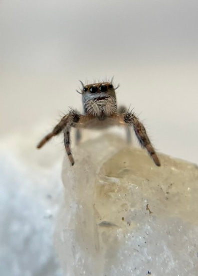Phidippus Otiosus (Canopy Jumping Spider) I6-i7 Juvenile by Spider Lashes