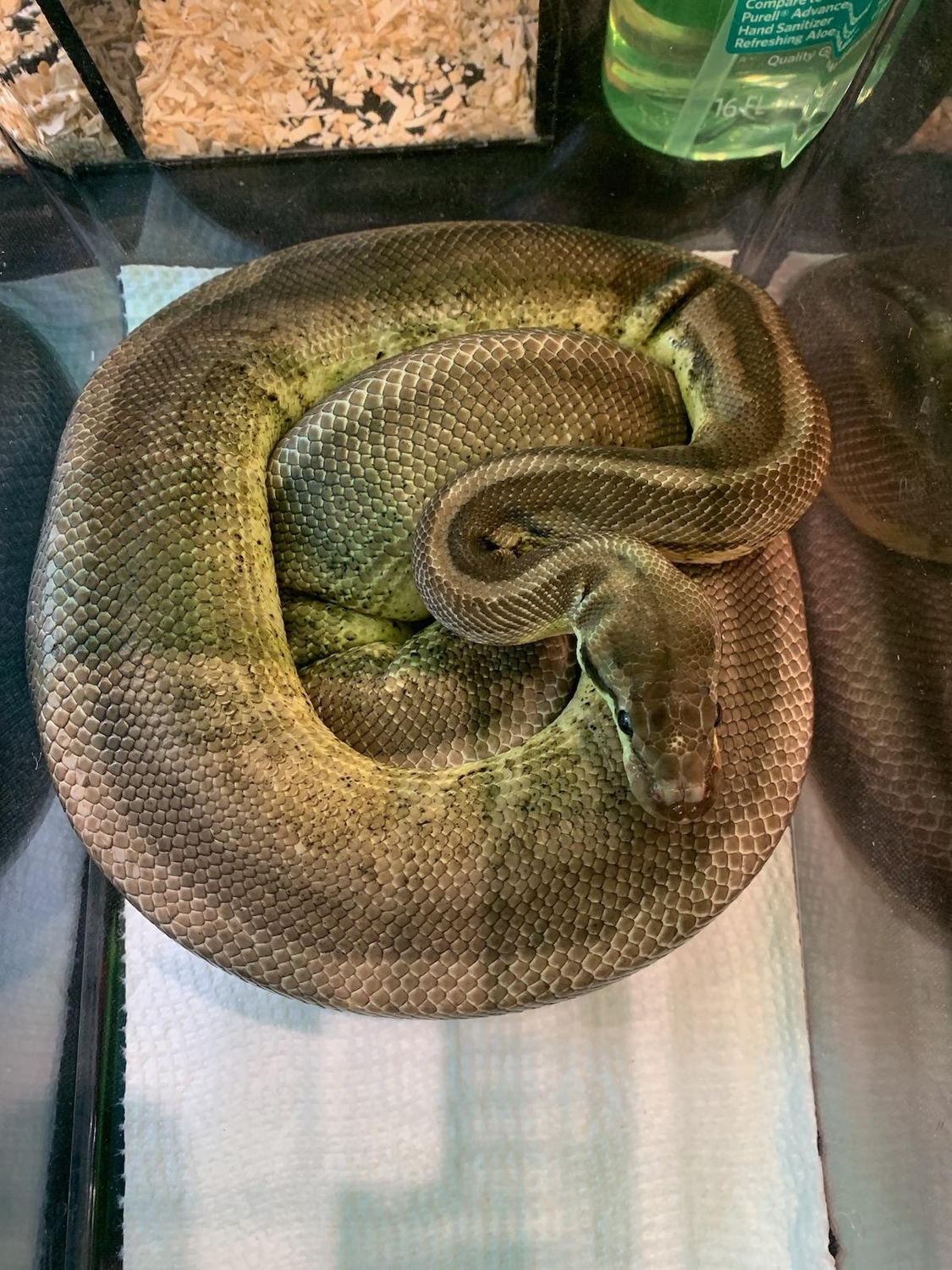 Leopard Pastel Cinnamon Pinstripe Ball Python by Curious Creatures LLC ...