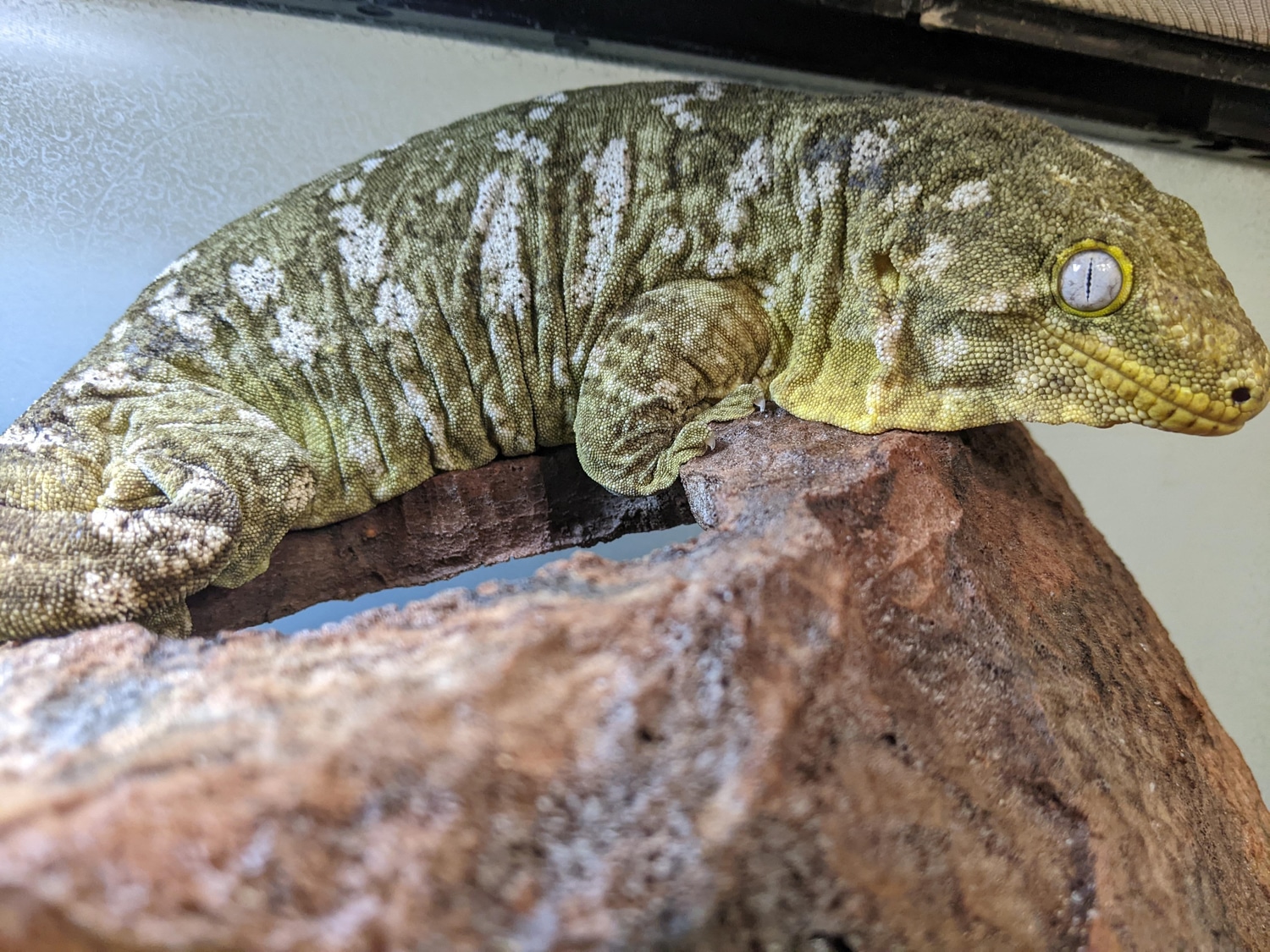 Proven Female (7 Y/O) Leachianus Gecko by Curious Creatures LLC ...