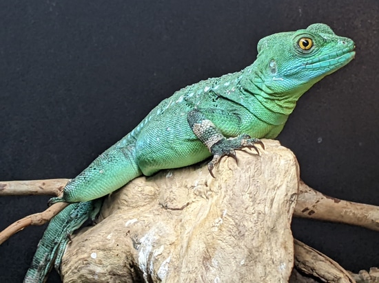 Female Green Basilisks More Lizard by Curious Creatures LLC