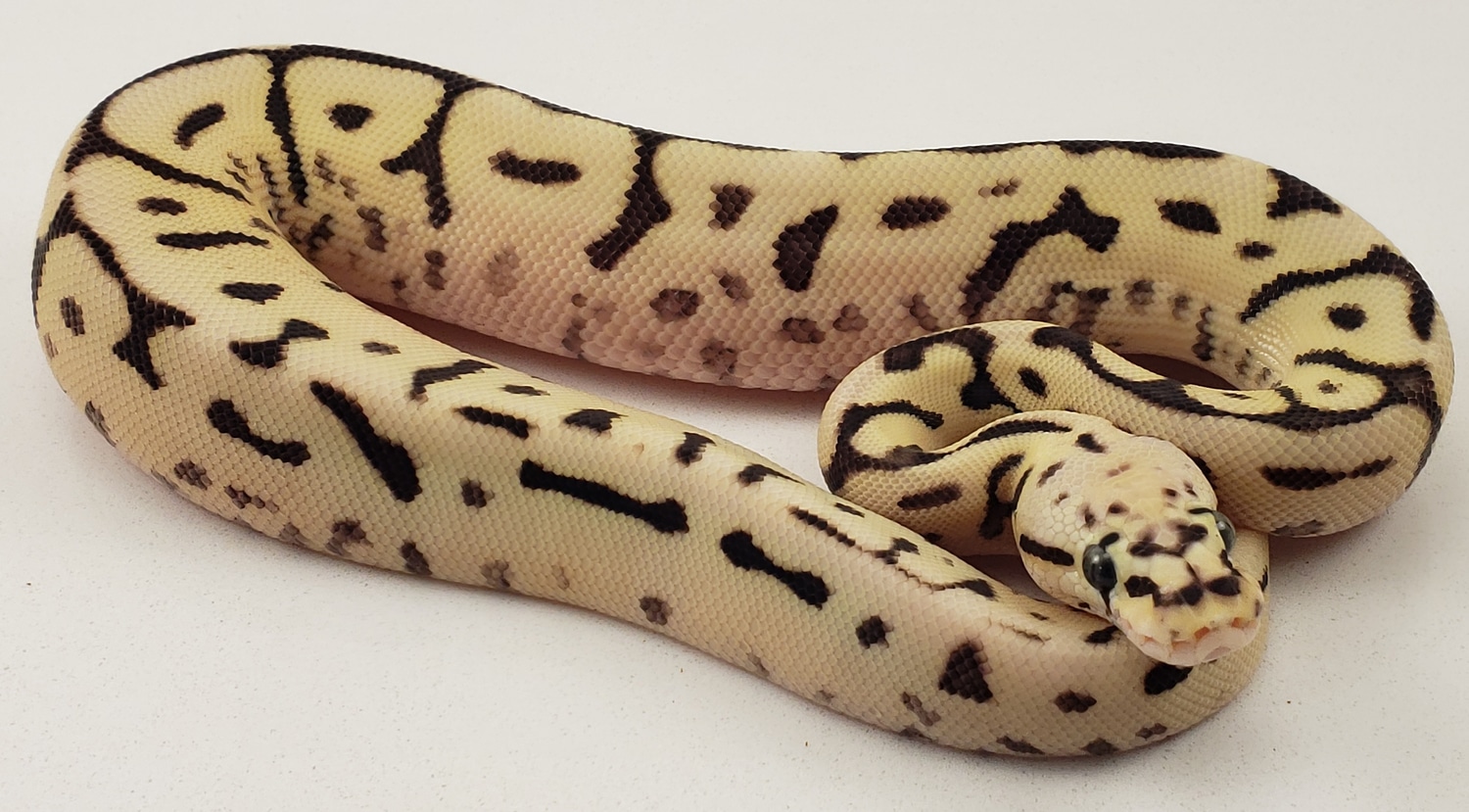 Pastel Leopard Fire Spider Het Clown Ball Python by Ninja Ball Reptiles ...