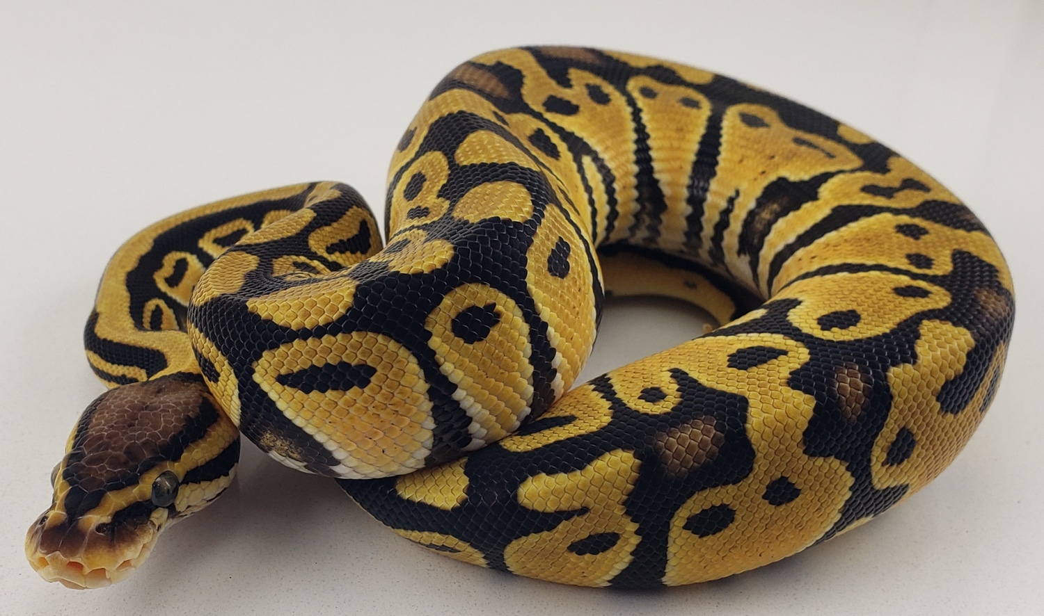 Pastel Het Clown 50% Het Genetic Stripe Ball Python by Ninja Ball ...