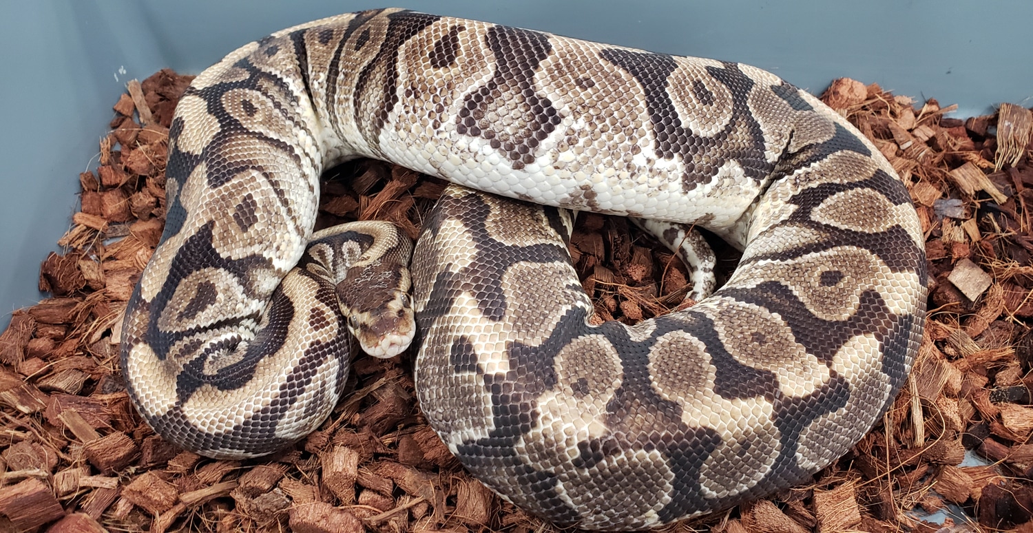 Hgw Gravel Ball Python by Ninja Ball Reptiles - MorphMarket