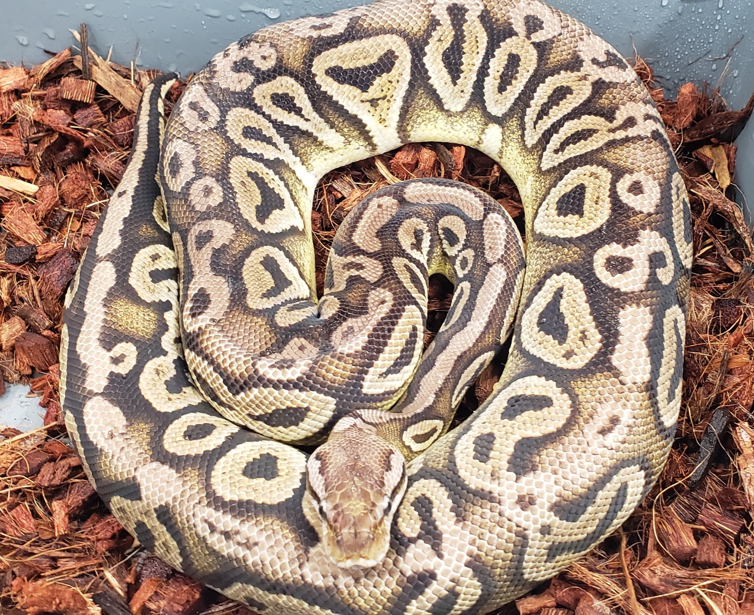 Blk Pewter Het Clown Ball Python by Ninja Ball Reptiles - MorphMarket