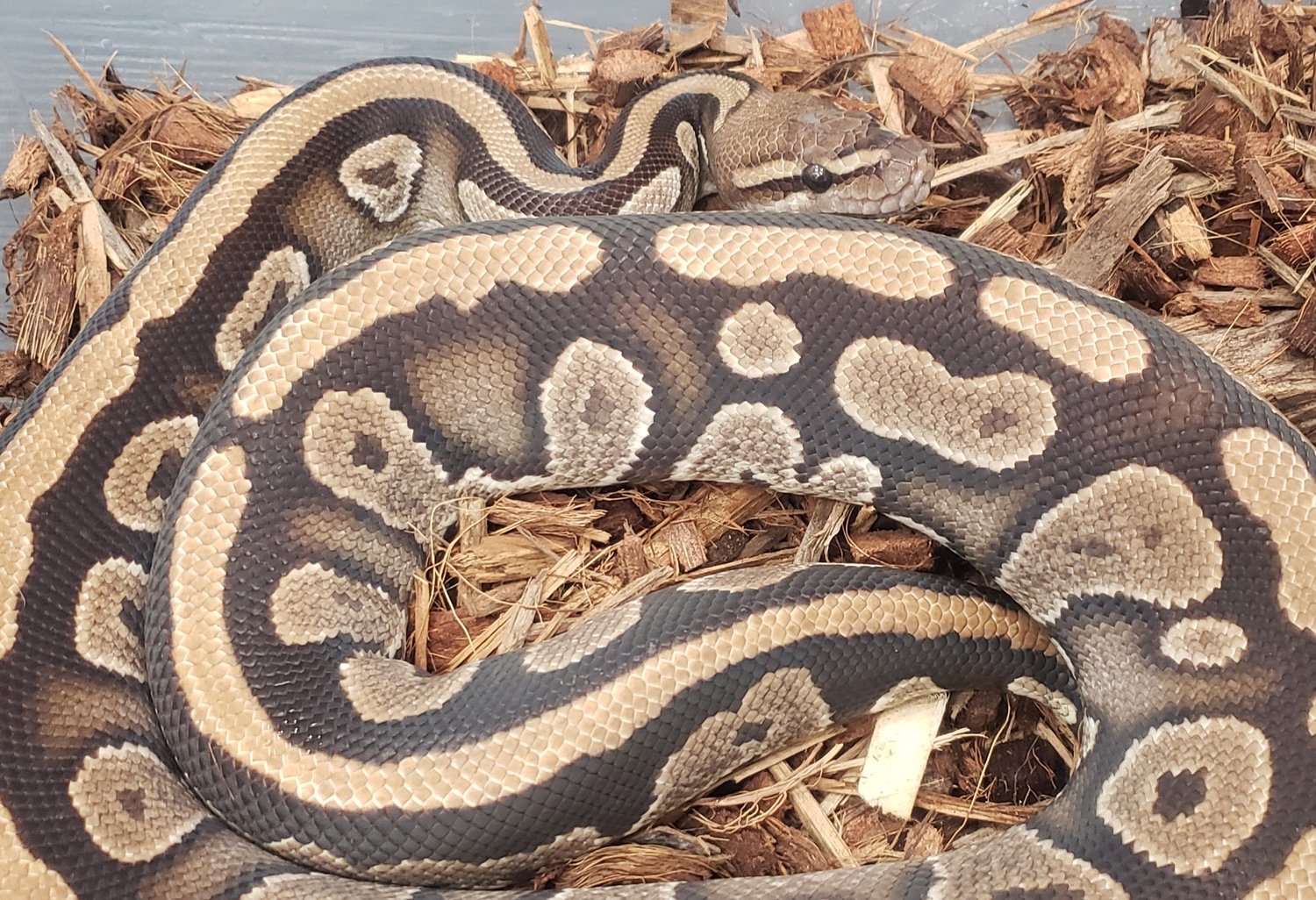 Mahogany Het Pied Ball Python by Ninja Ball Reptiles - MorphMarket