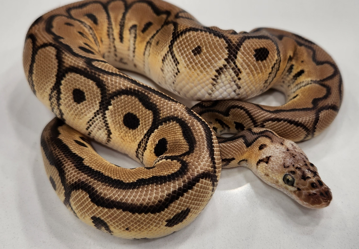 Pastel Yb Clown 66% Het G-stripe Ball Python by Ninja Ball Reptiles ...