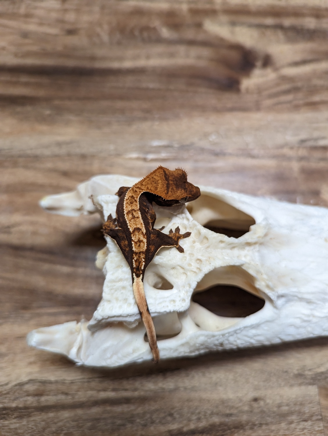 Partial Pinstripe Harlequin Crested Gecko by Azuri Exotics - MorphMarket