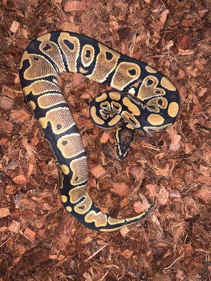 Normal 100% Het Ghost Ball Python by Kandied Balls