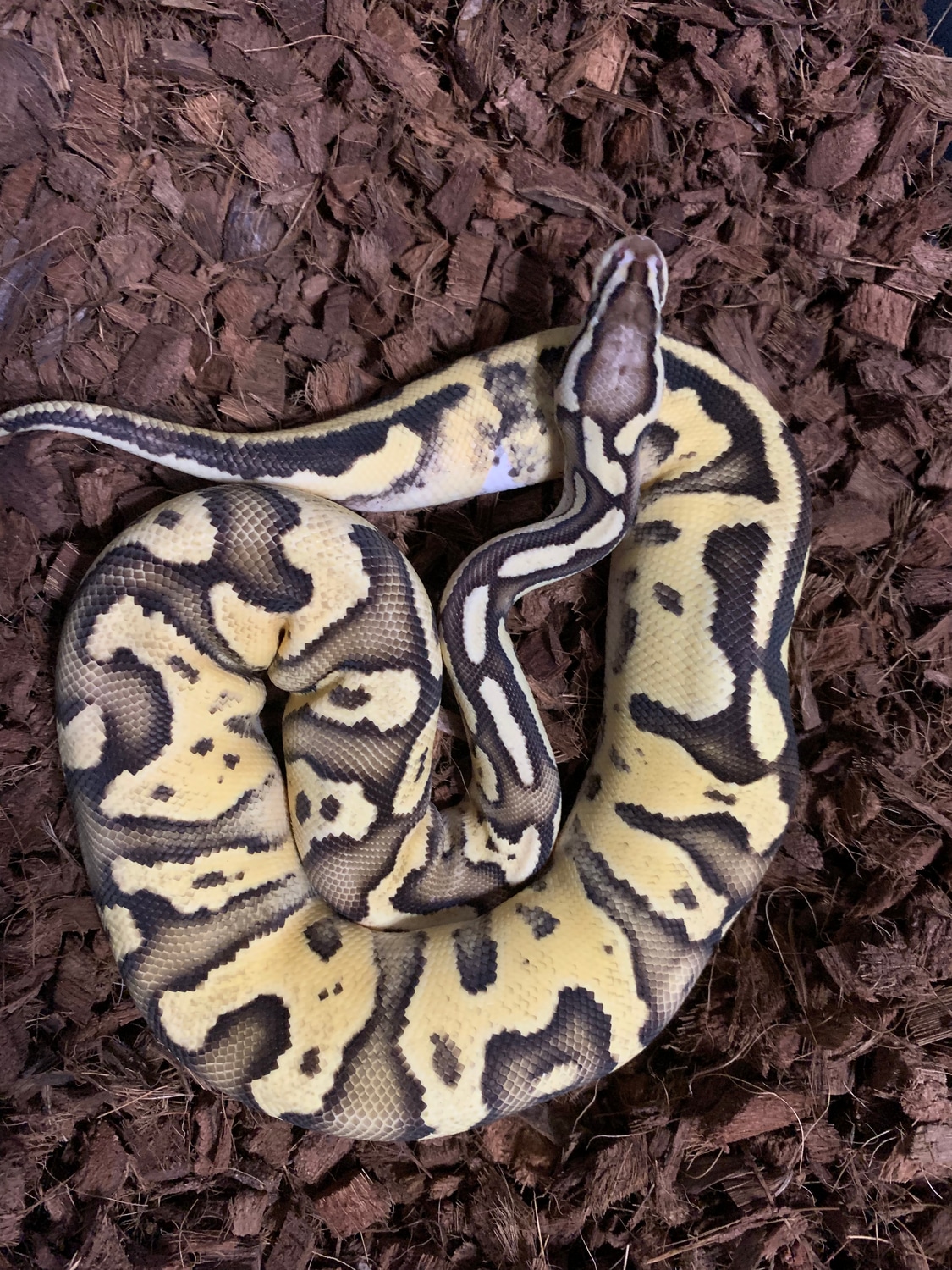 Firefly 100% Het Pied Ball Python by Kandied Balls - MorphMarket