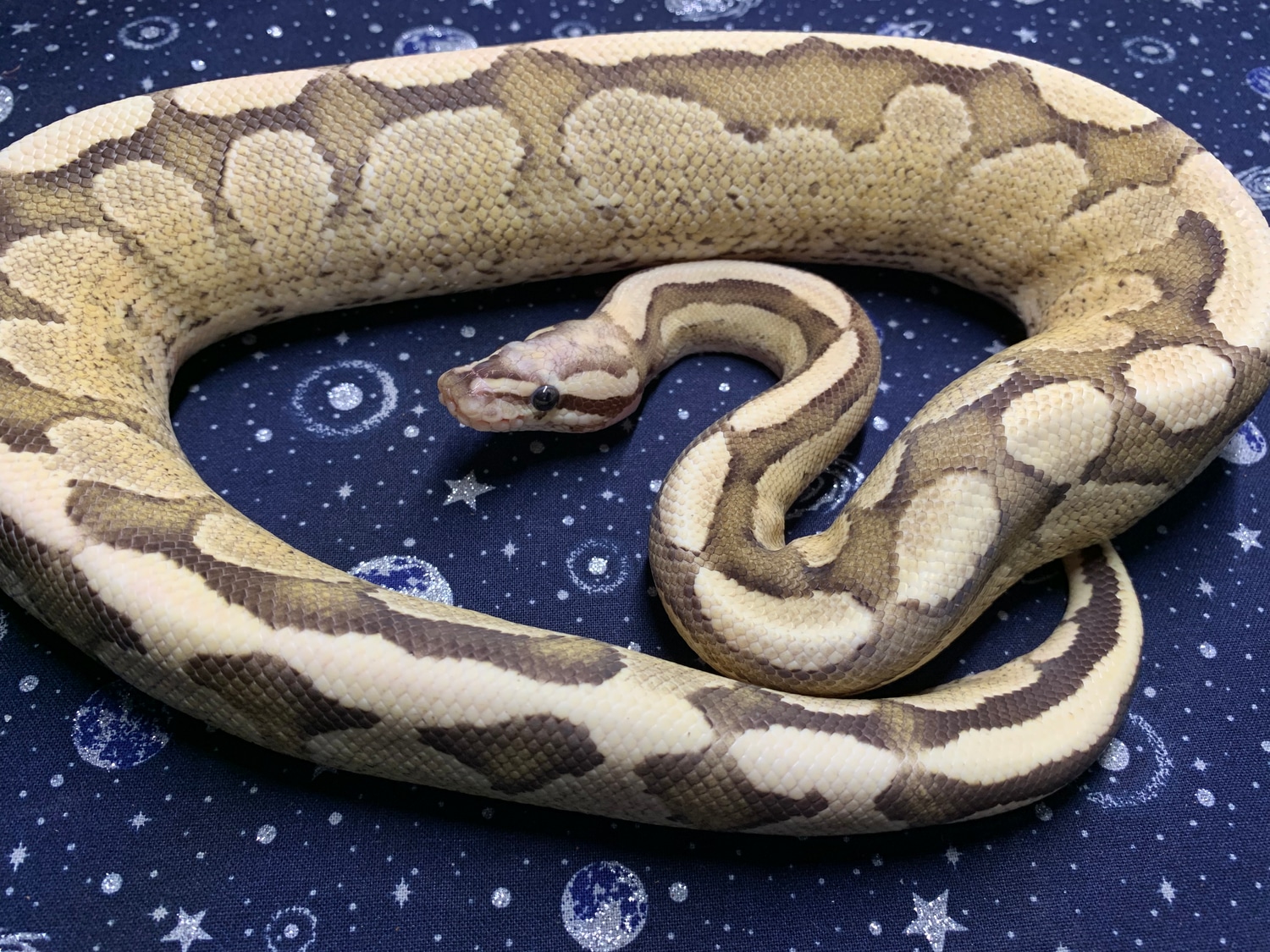 Super Vanilla/ Vanilla Cream Ball Python by Kandied Balls - MorphMarket