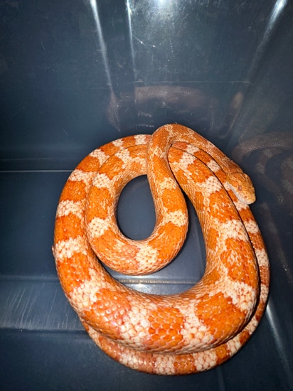 Large Female Corn Snake by Turtle Pro