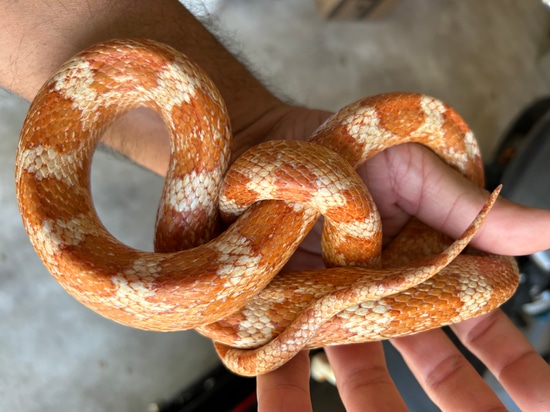 Adult Female Corn Snake by Turtle Pro