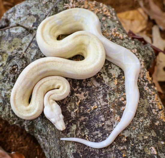 Snow Boa Constrictor by Turtle Pro