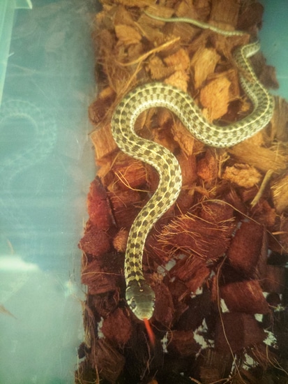 Het Albino Checkered Garter Garter Snake by 441 Xotics