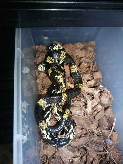 24 F1 Male Tiger Rat Snake Golden Yellow Banding Other Rat Snake by 441 ...
