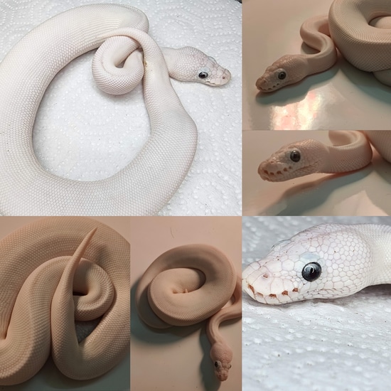 Blue Eyed Leucistic (Lucy) BEL Ball Python by Azoo4U